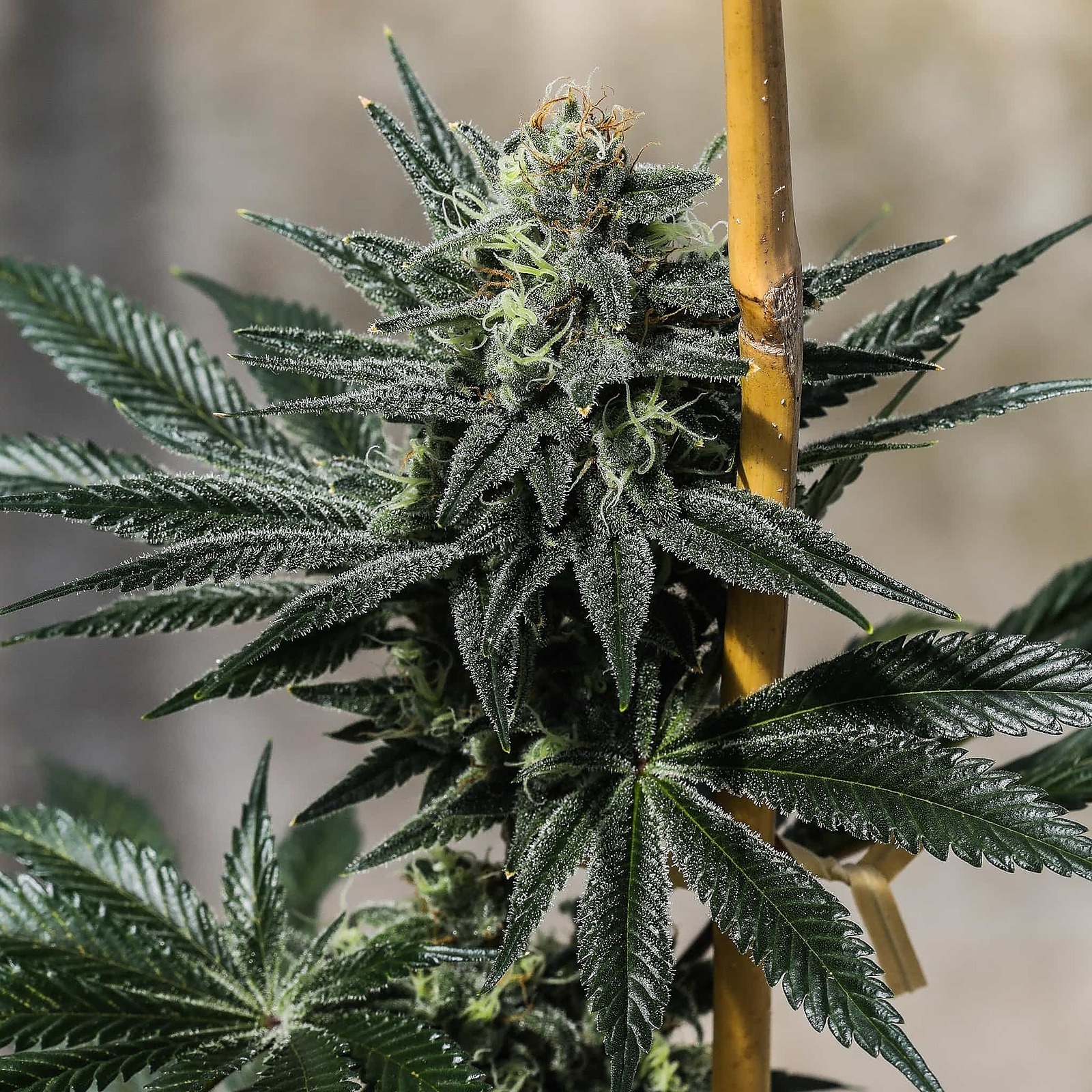 GTR Seeds / Oregon CBD: Terp Poison Seedless | Leafly