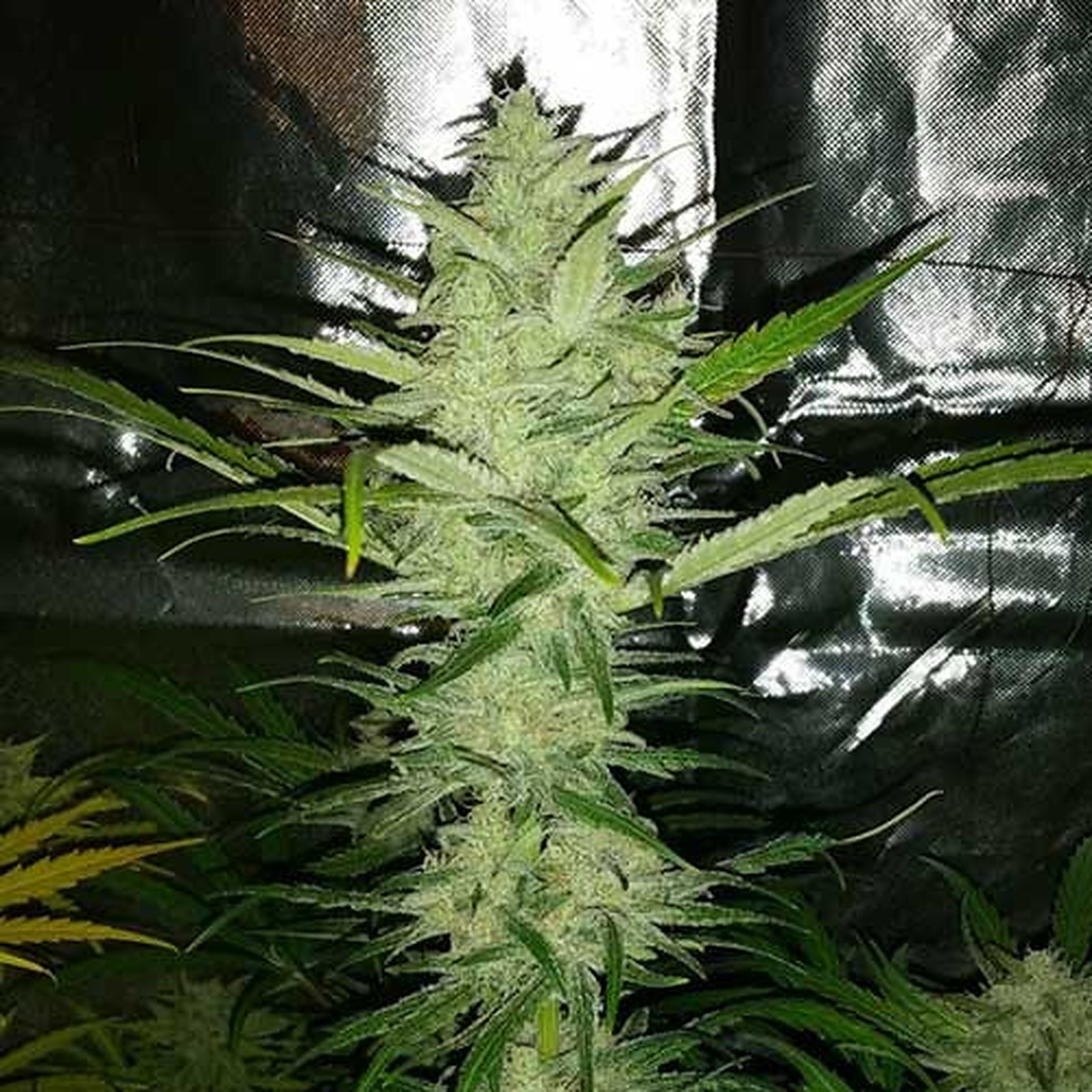 United Cannabis Seeds: Cinderella 99 Feminized | Leafly