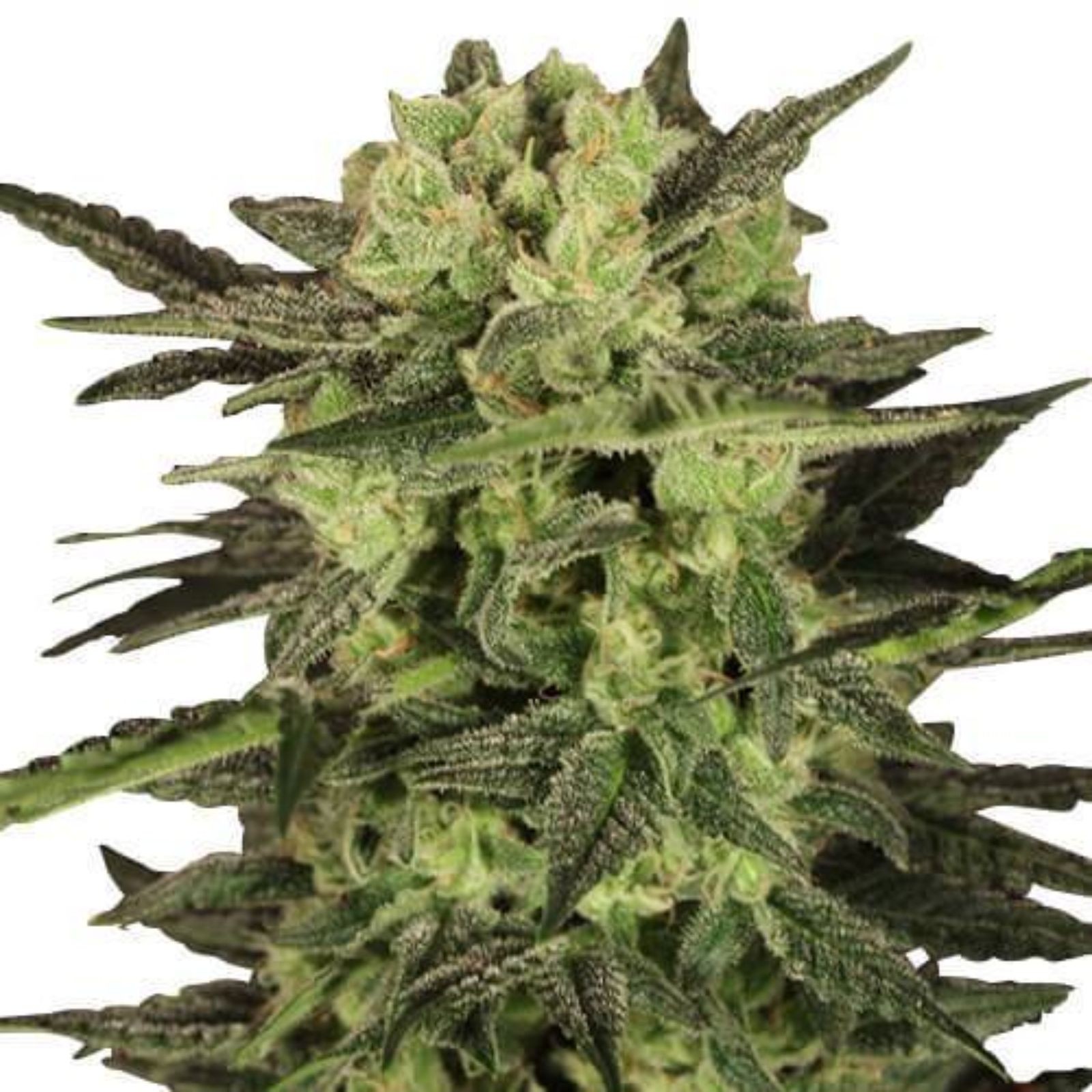 I Love Growing Marijuana: MK Ultra (fem) seeds | Leafly