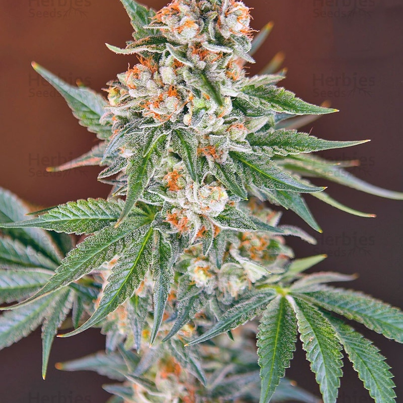 1 (833) SEED USA: LEMON KUSH 🍋 10 PACK | Leafly