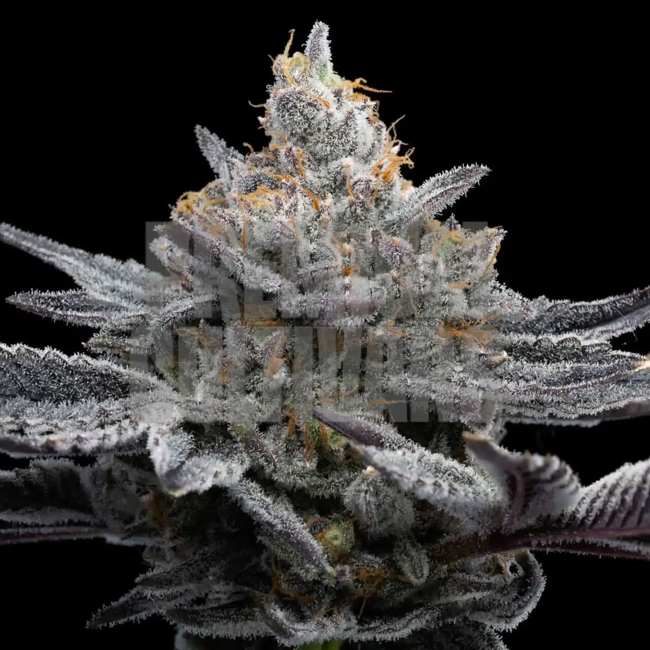 Premium Cultivars: London Pound Cake | Leafly