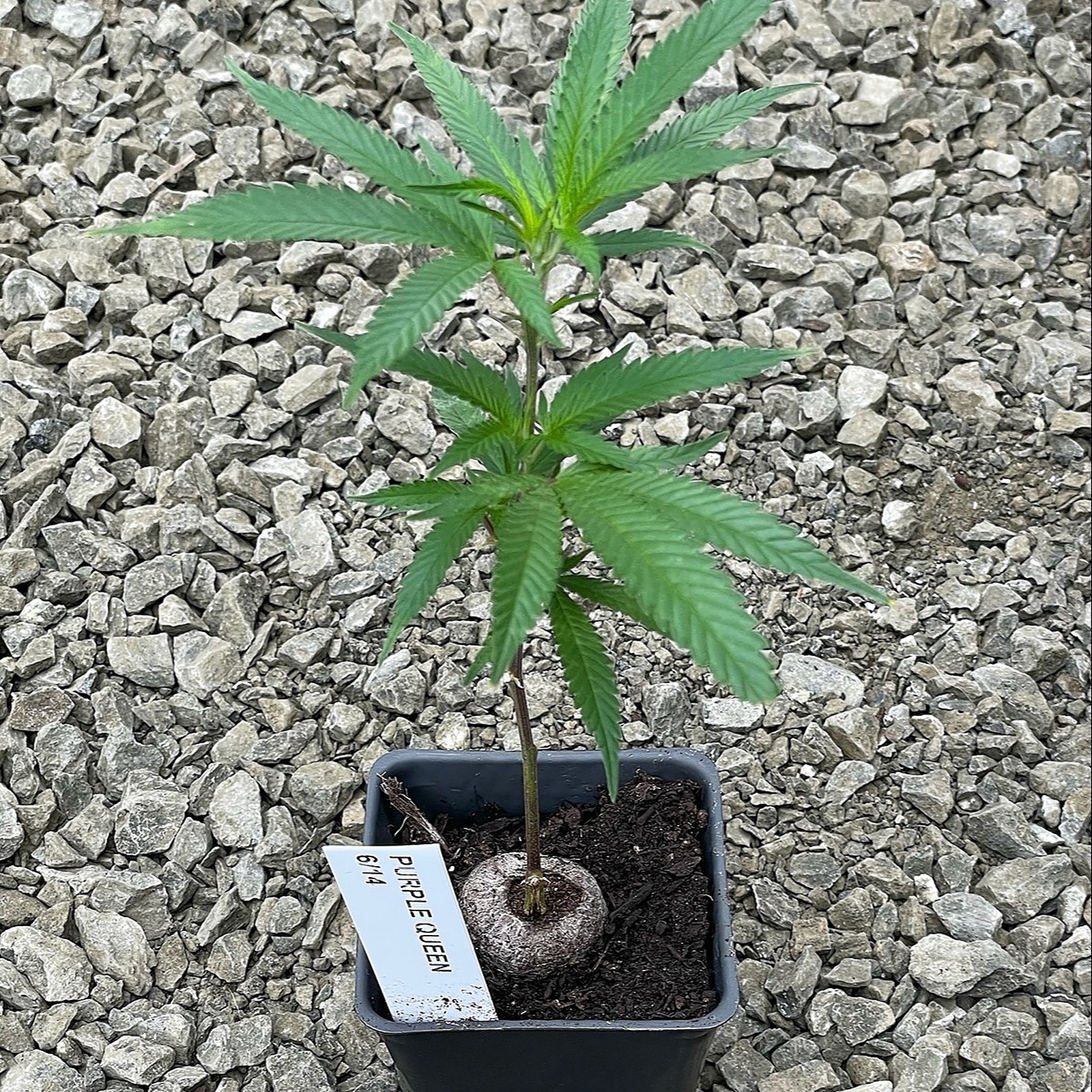 Sun Clone: Purple Queen Clone | Leafly