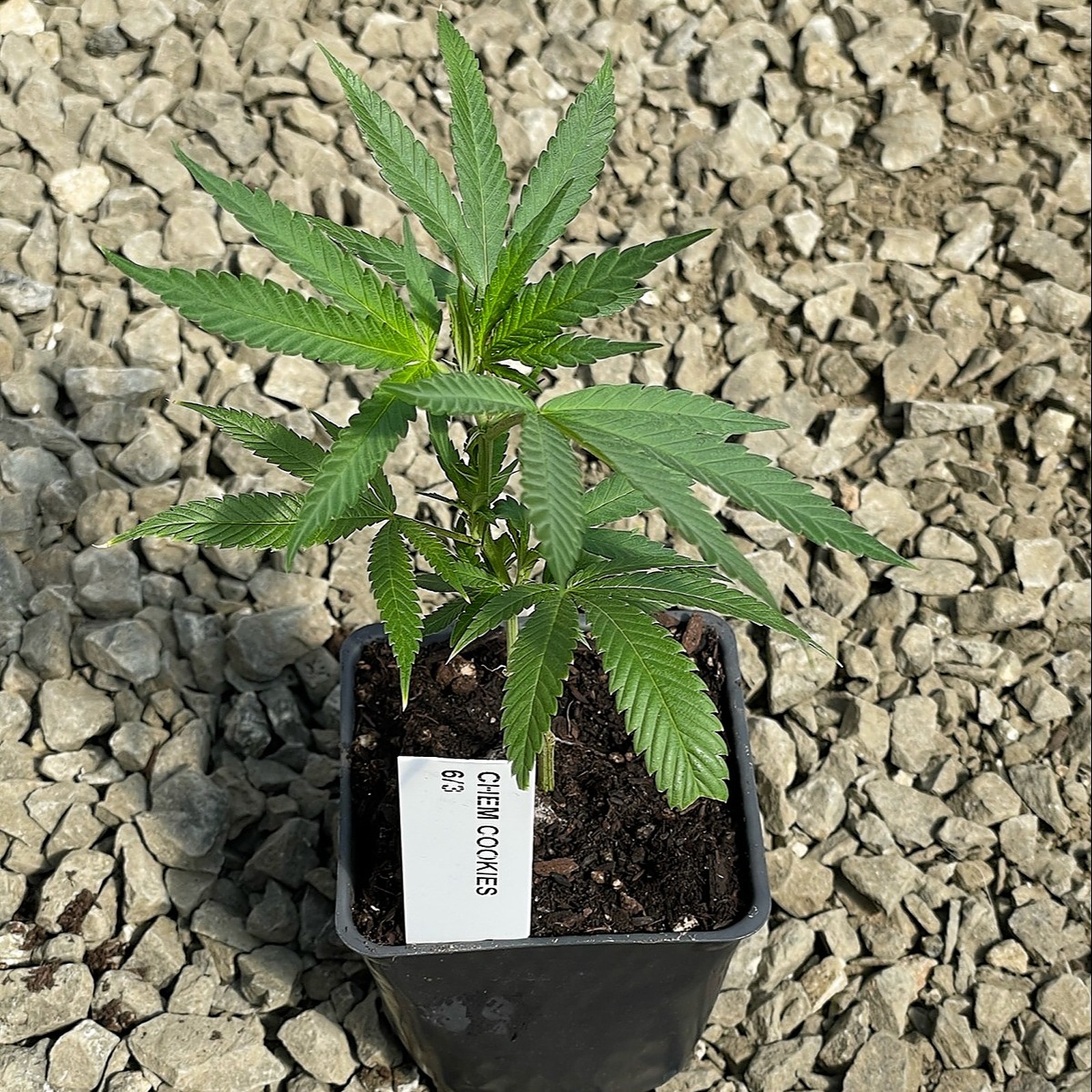 Sun Clone: Chem Cookies Clone | Leafly