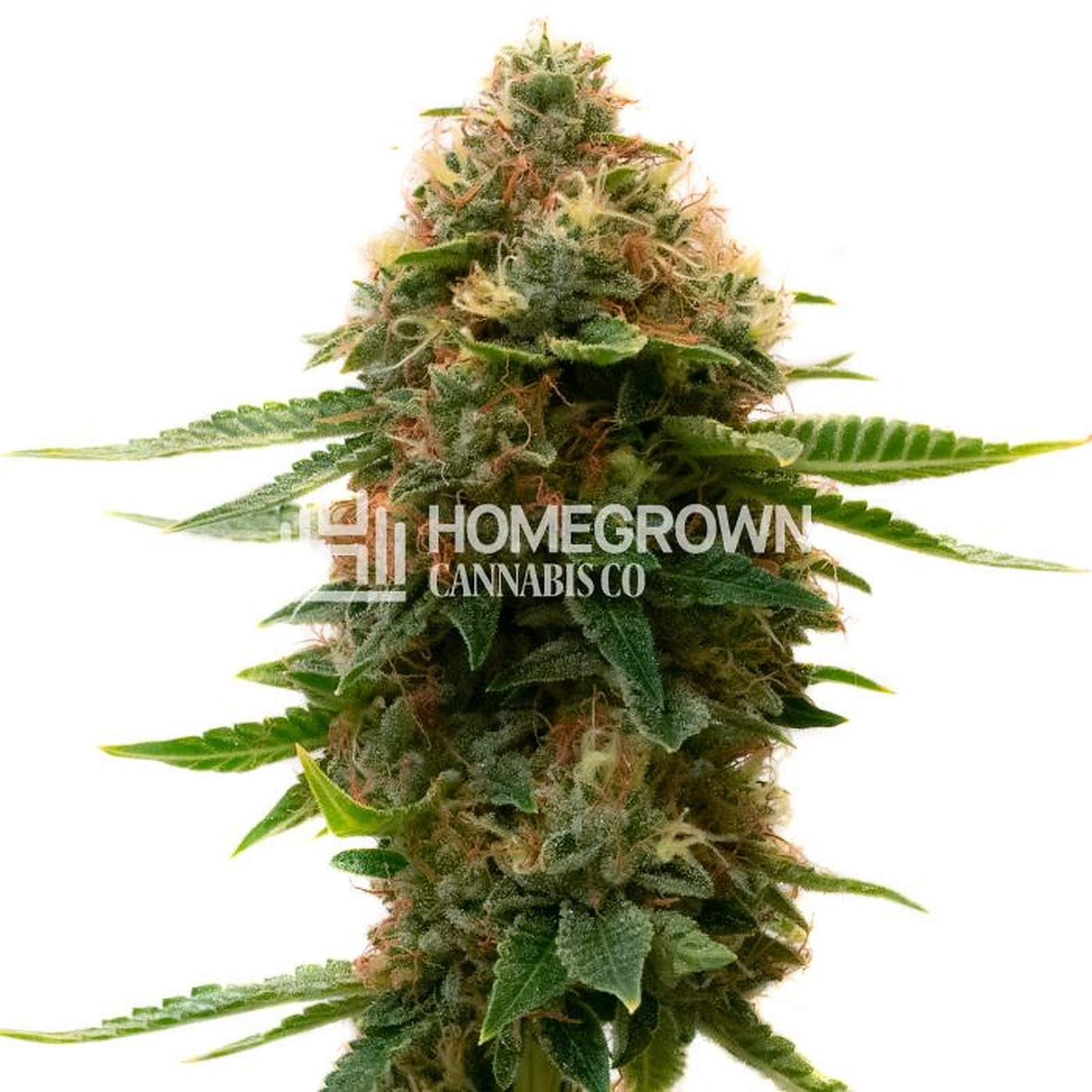 Homegrown Cannabis Co.: Shishkaberry Kush Feminized | Leafly