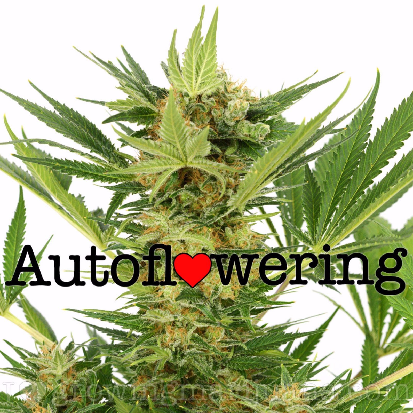 I Love Growing Marijuana: AK-47 (autoflowering) seeds | Leafly