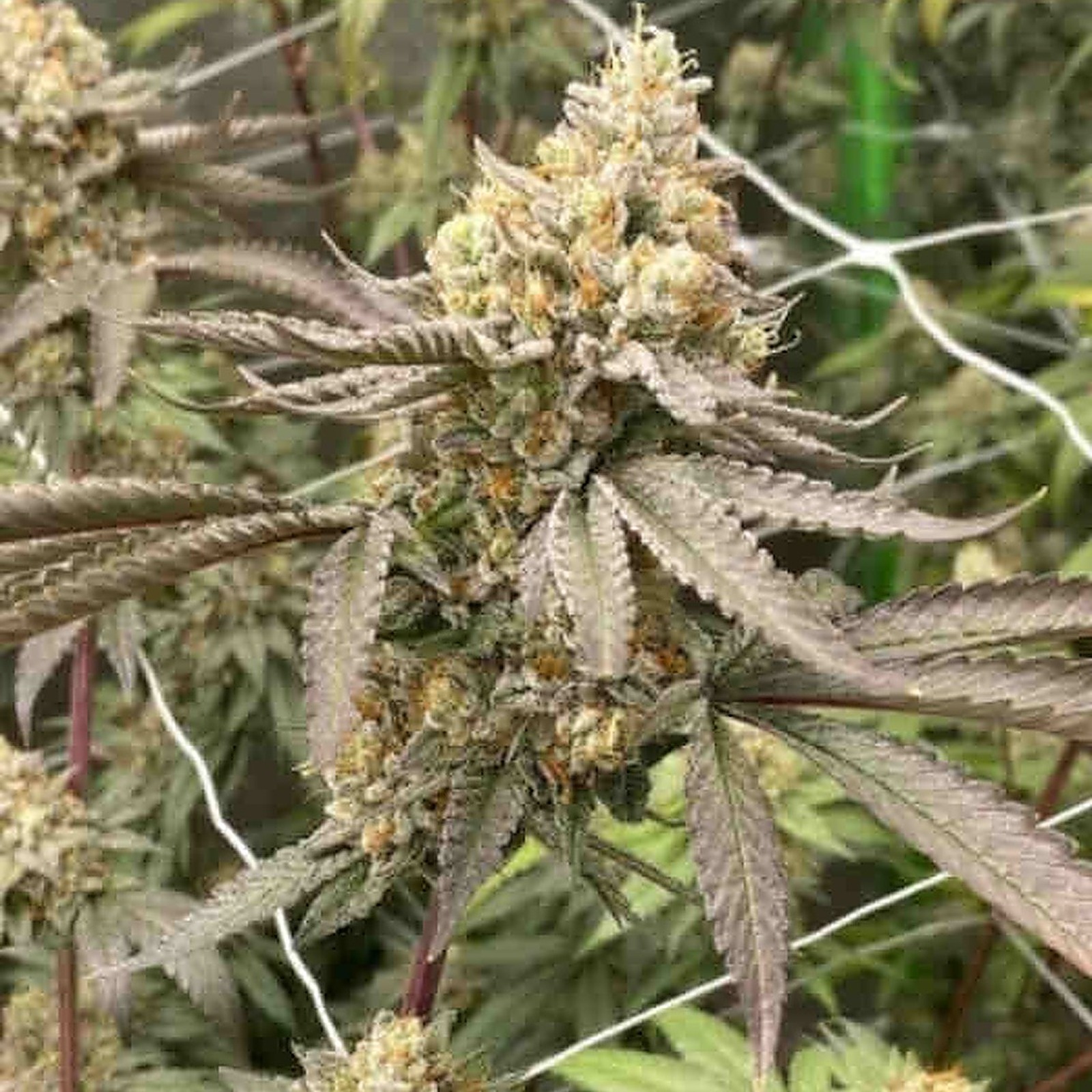 United Cannabis Seeds: Master Kush Feminized | Leafly