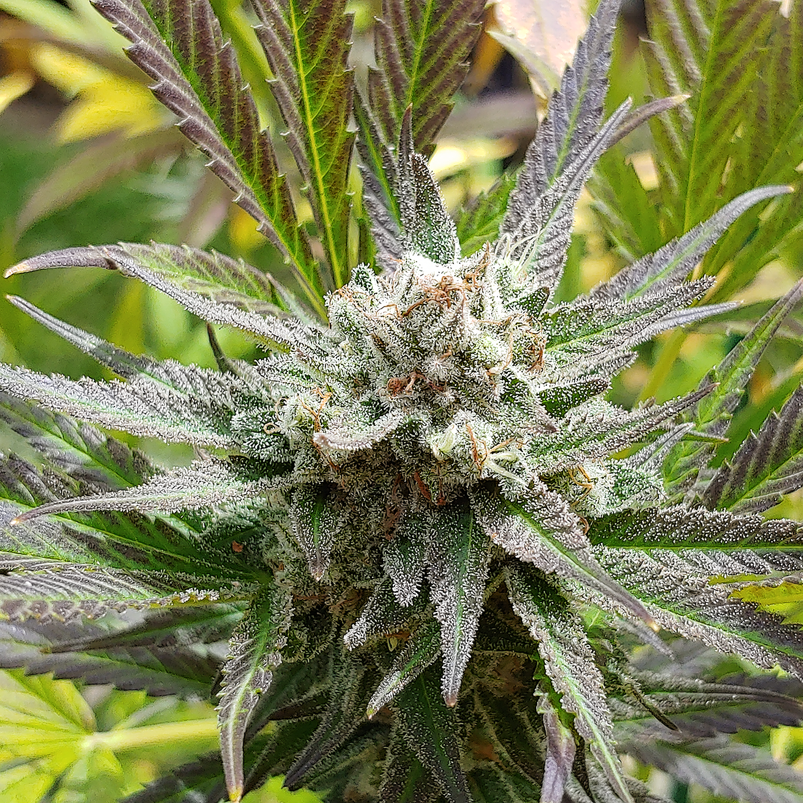 Sticky Finger Seeds: Maui Magilla Glue | Leafly