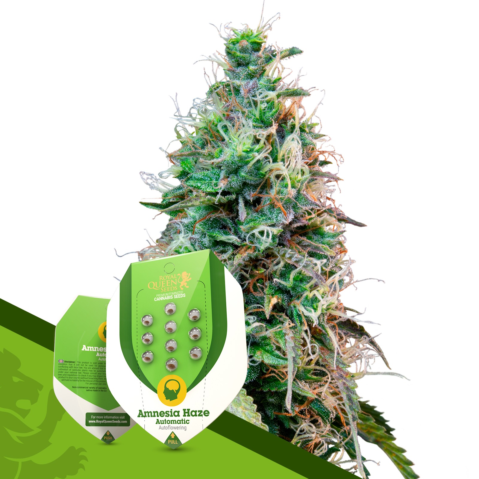 Royal Queen Seeds: Amnesia Haze Automatic | Leafly Royal Queen Seeds: Amnesia Haze Automatic | Leafly