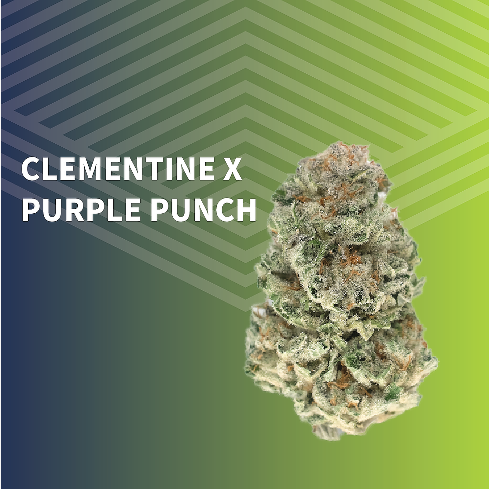 Pure Dakota: Clementine x Purple Punch | Leafly