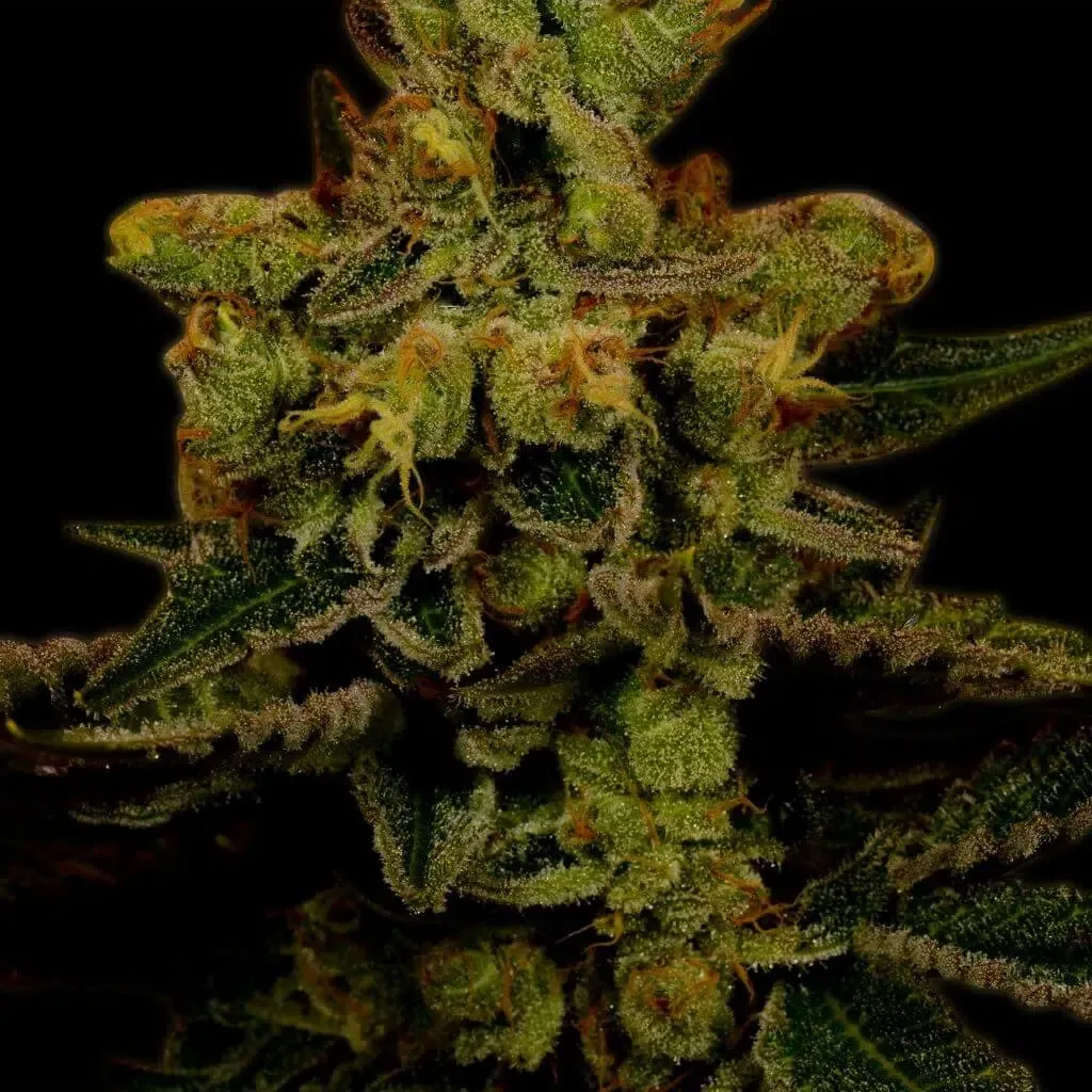 Premium Cultivars: Master Kush Autoflower | Leafly