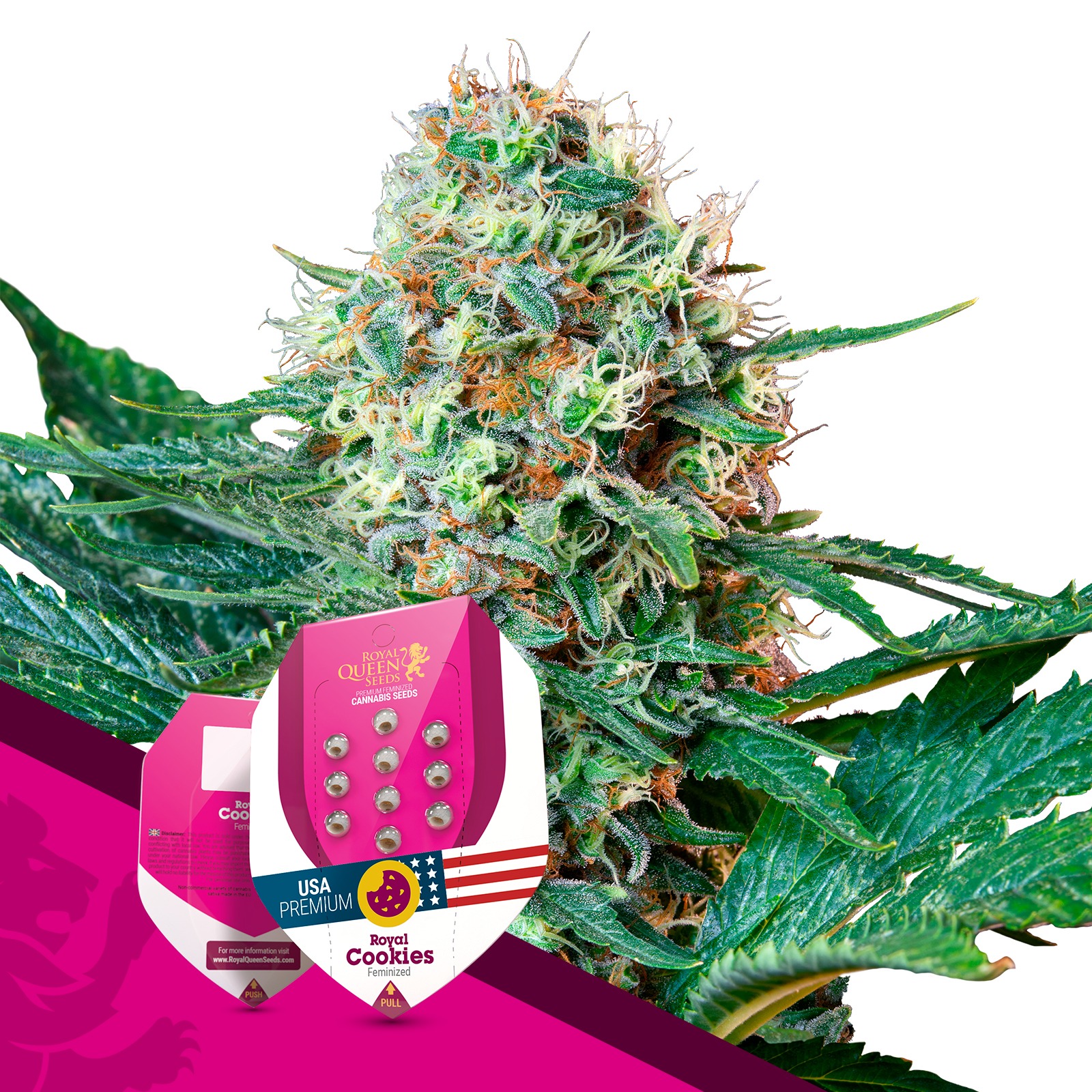 Royal Queen Seeds: Royal Cookies | Leafly