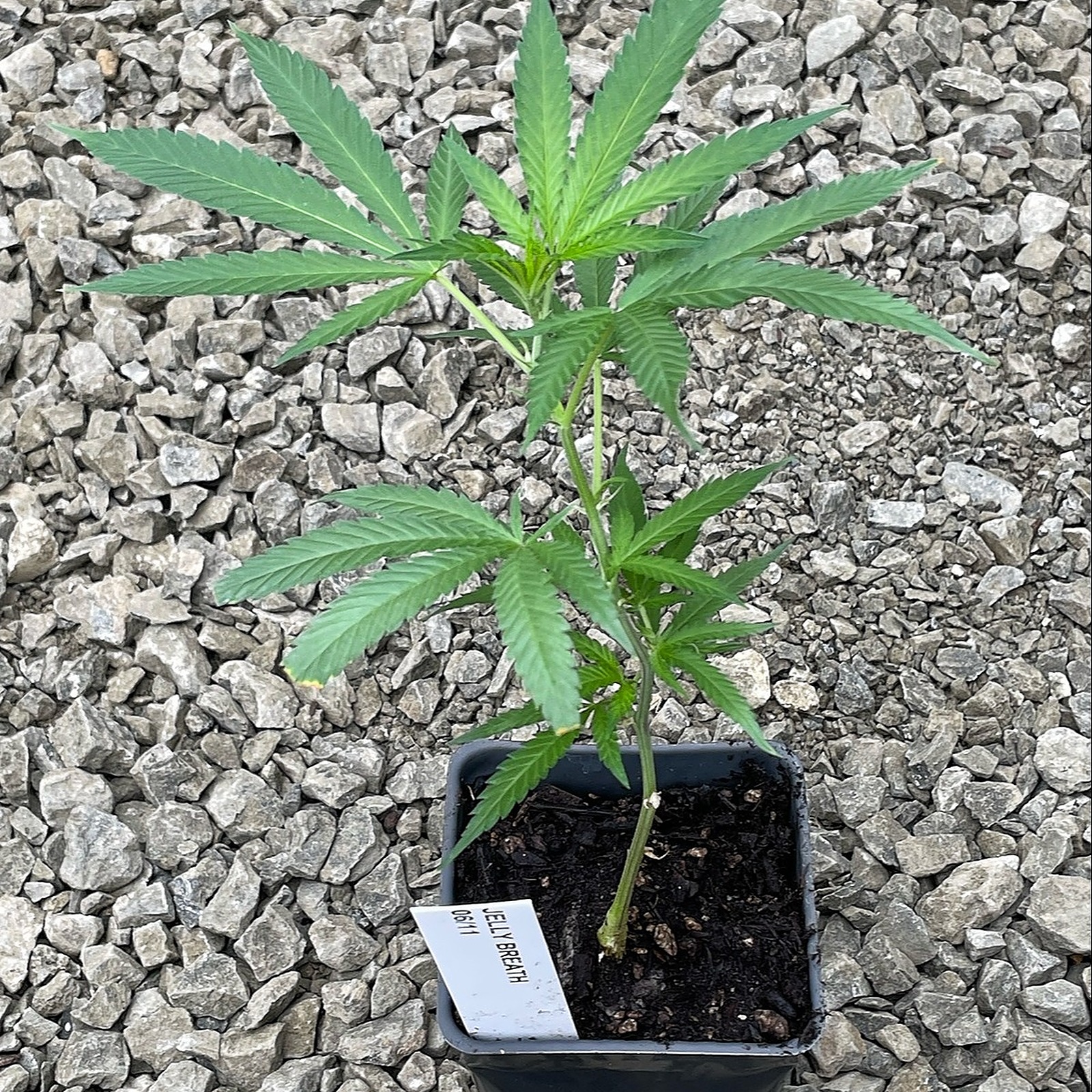 Sun Clone: Jelly Breath Clone | Leafly