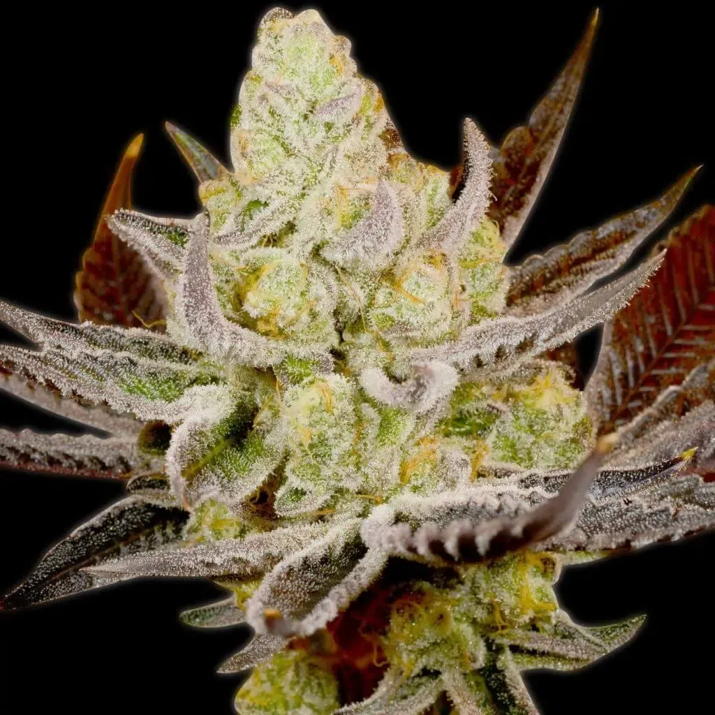 Premium Cultivars: Platinum Kush Autoflower | Leafly