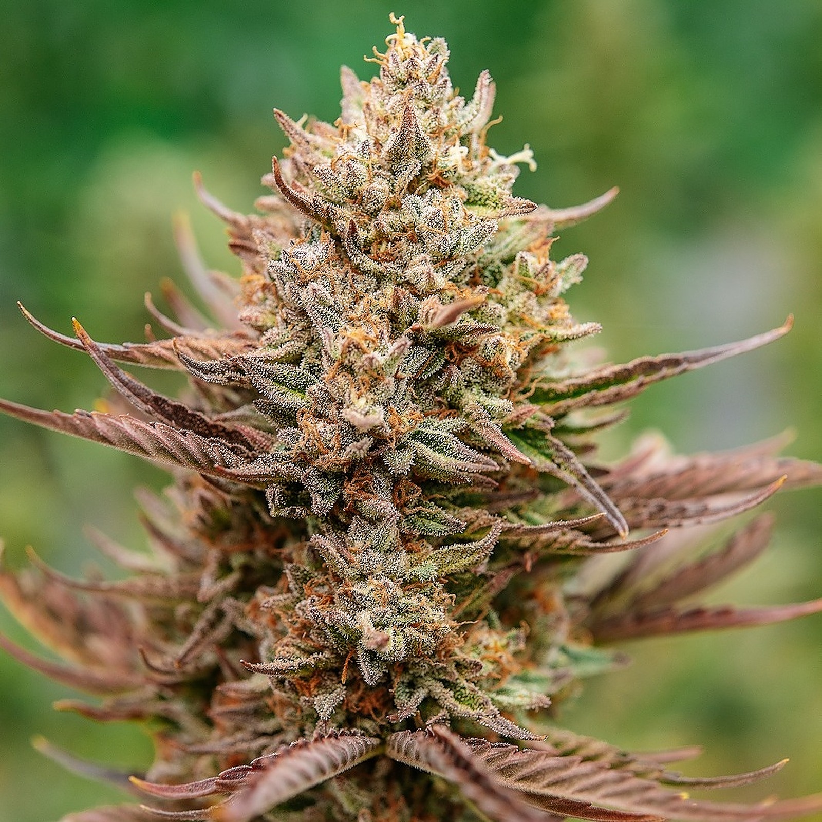 Atlas Seed: Top Gun | Leafly