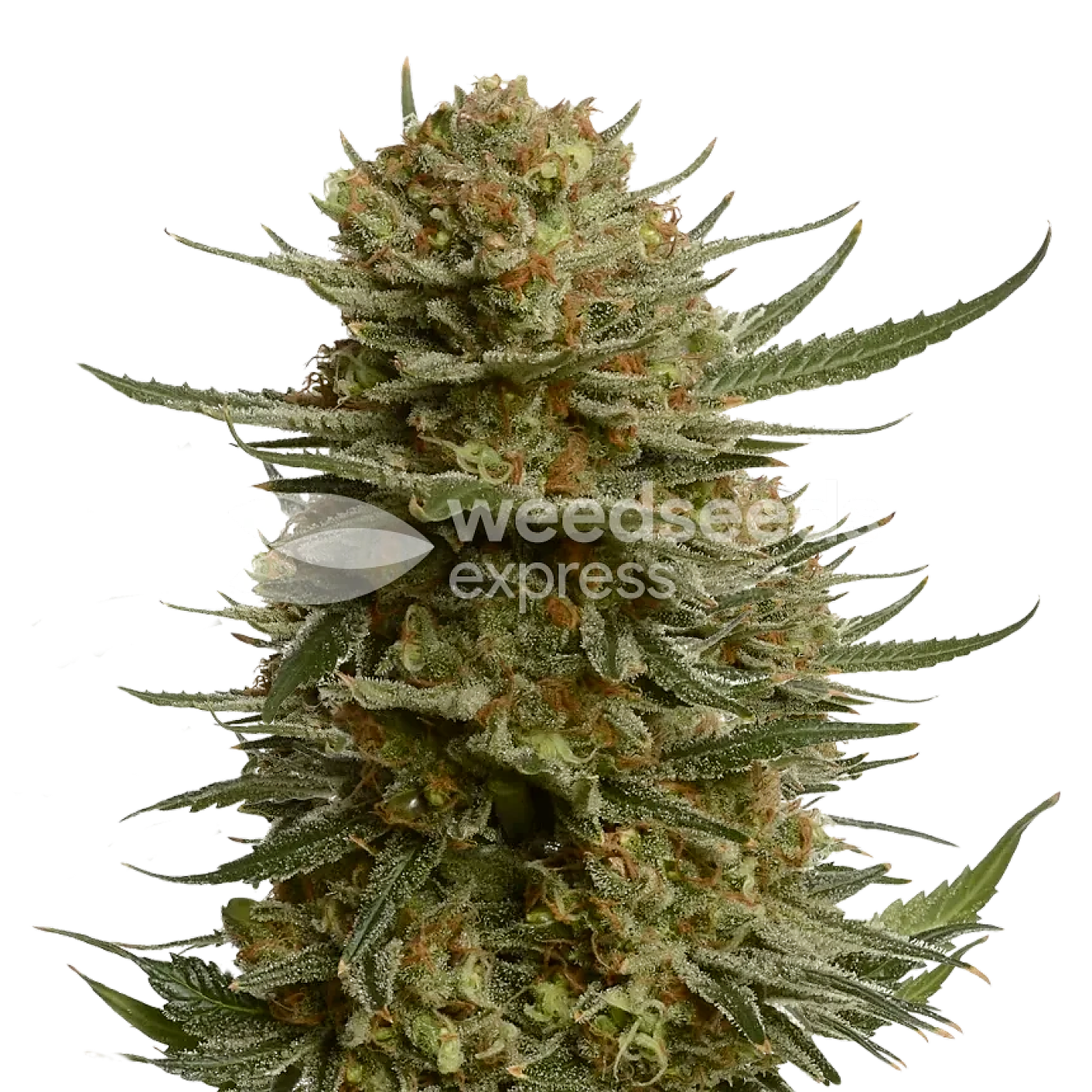 WeedSeedsExpress: Berner's Cookies Feminized Seeds | Leafly