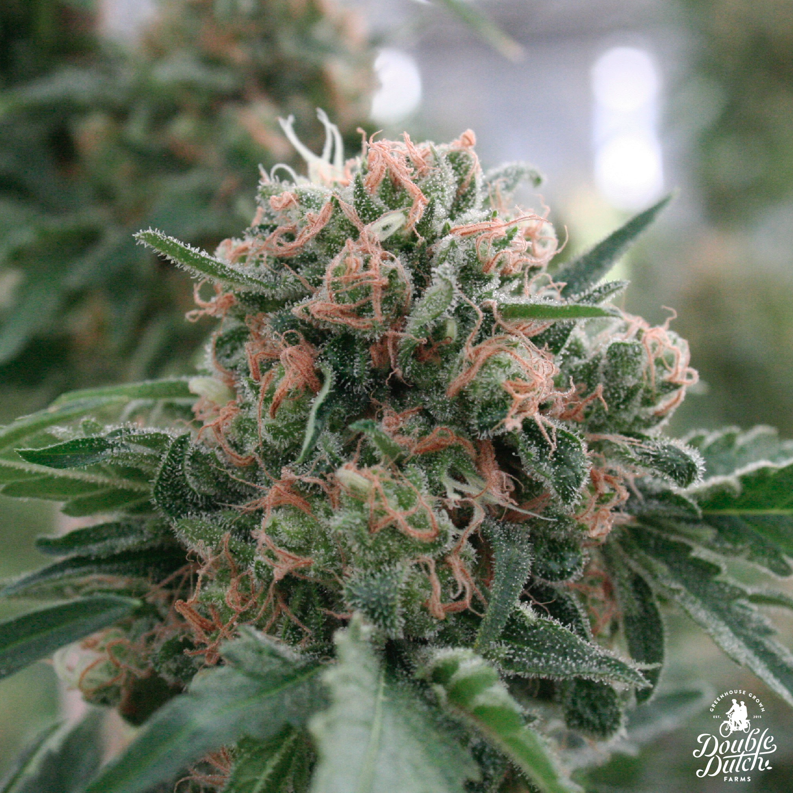 Double Dutch Farms: Double Dutch | Leafly