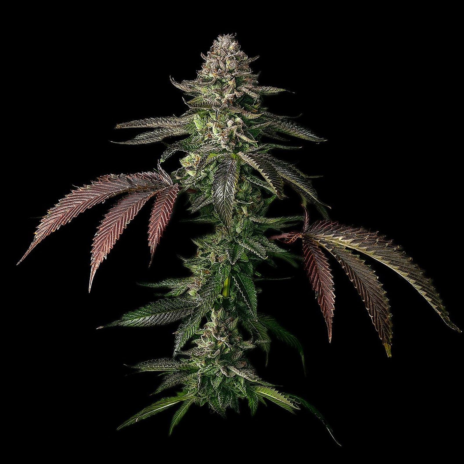 Oregon Roots: Dosi Sherbet | Leafly