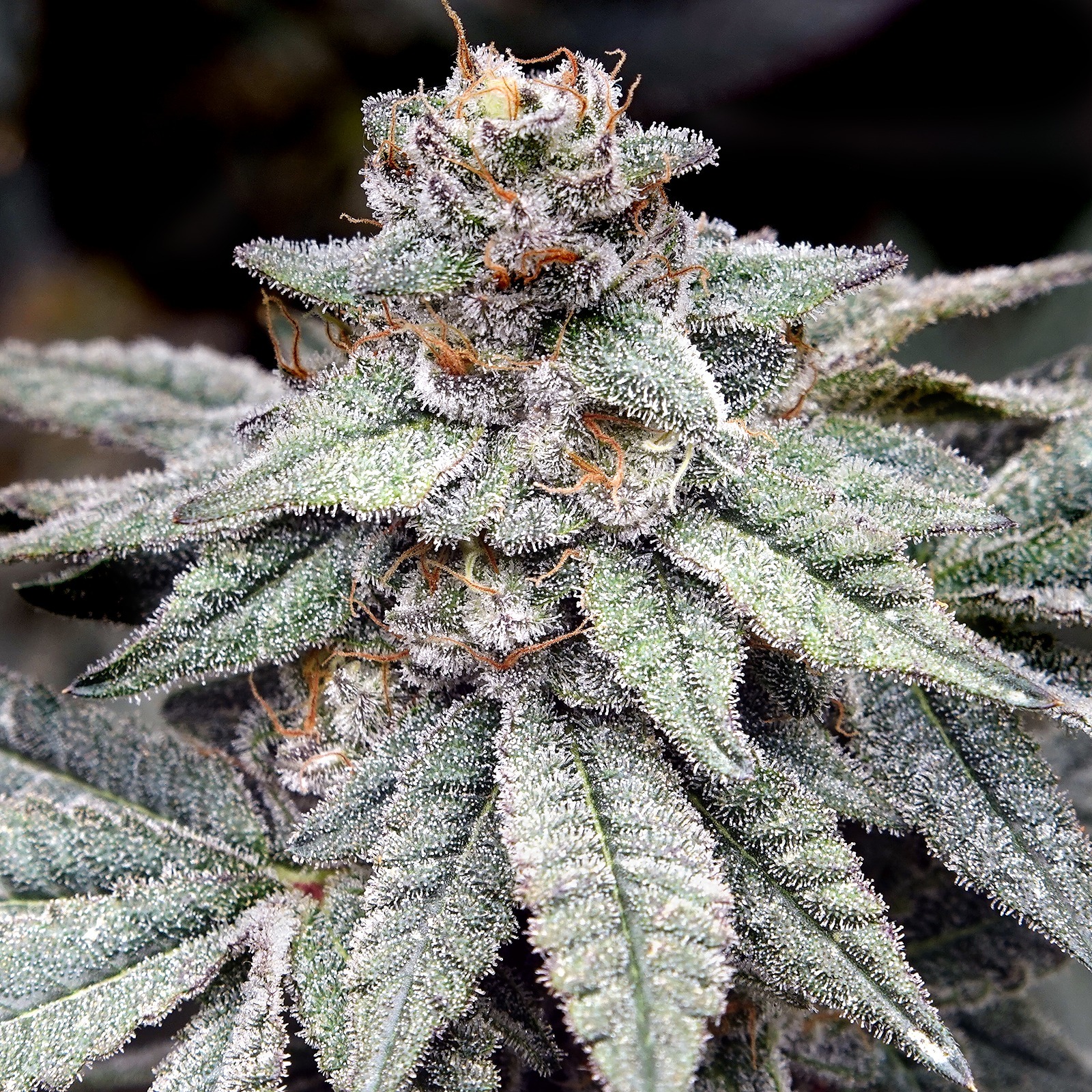 Elev8 Seeds: Kongzilla | Leafly