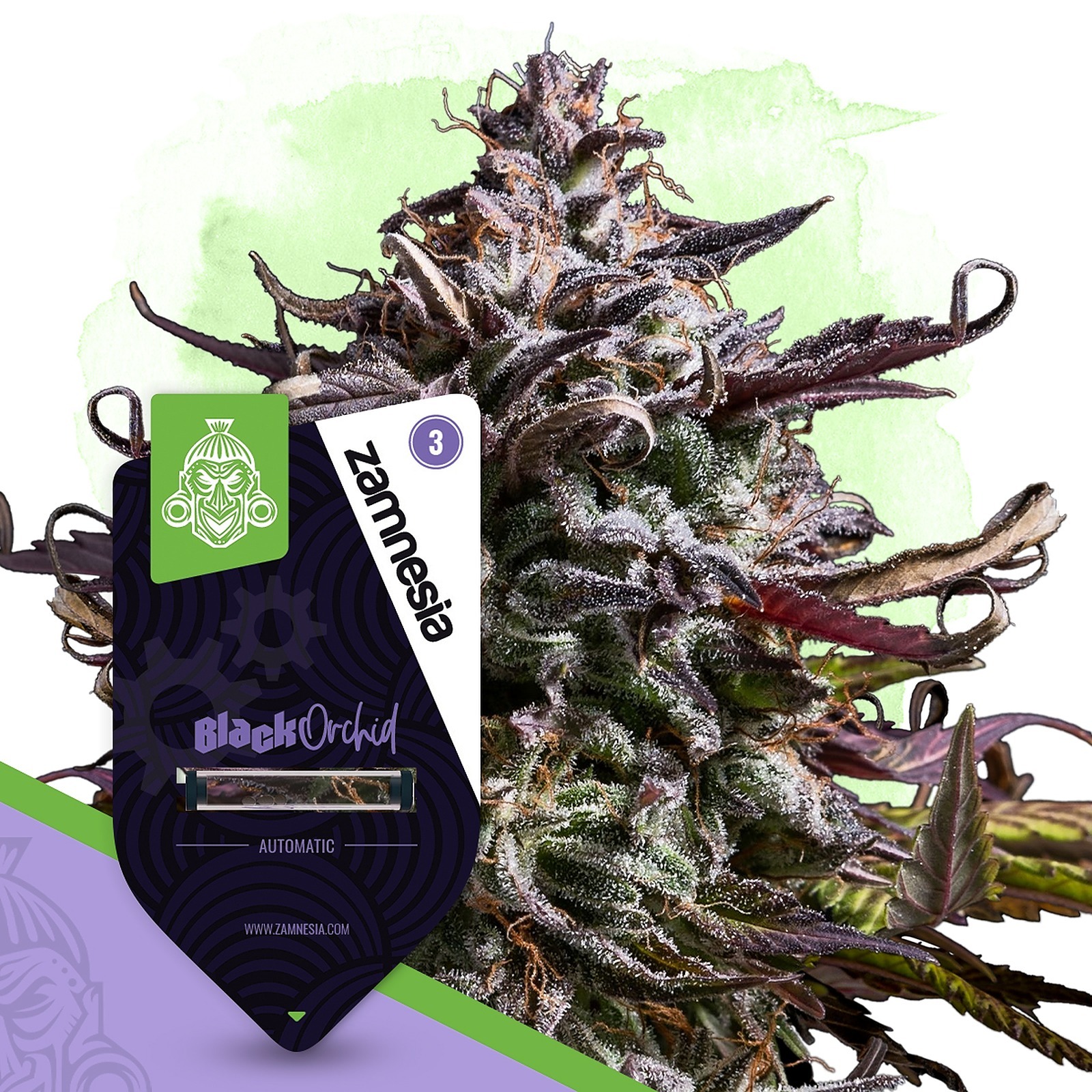 Zamnesia: Black Orchid Automatic by Zamnesia Seeds | Leafly