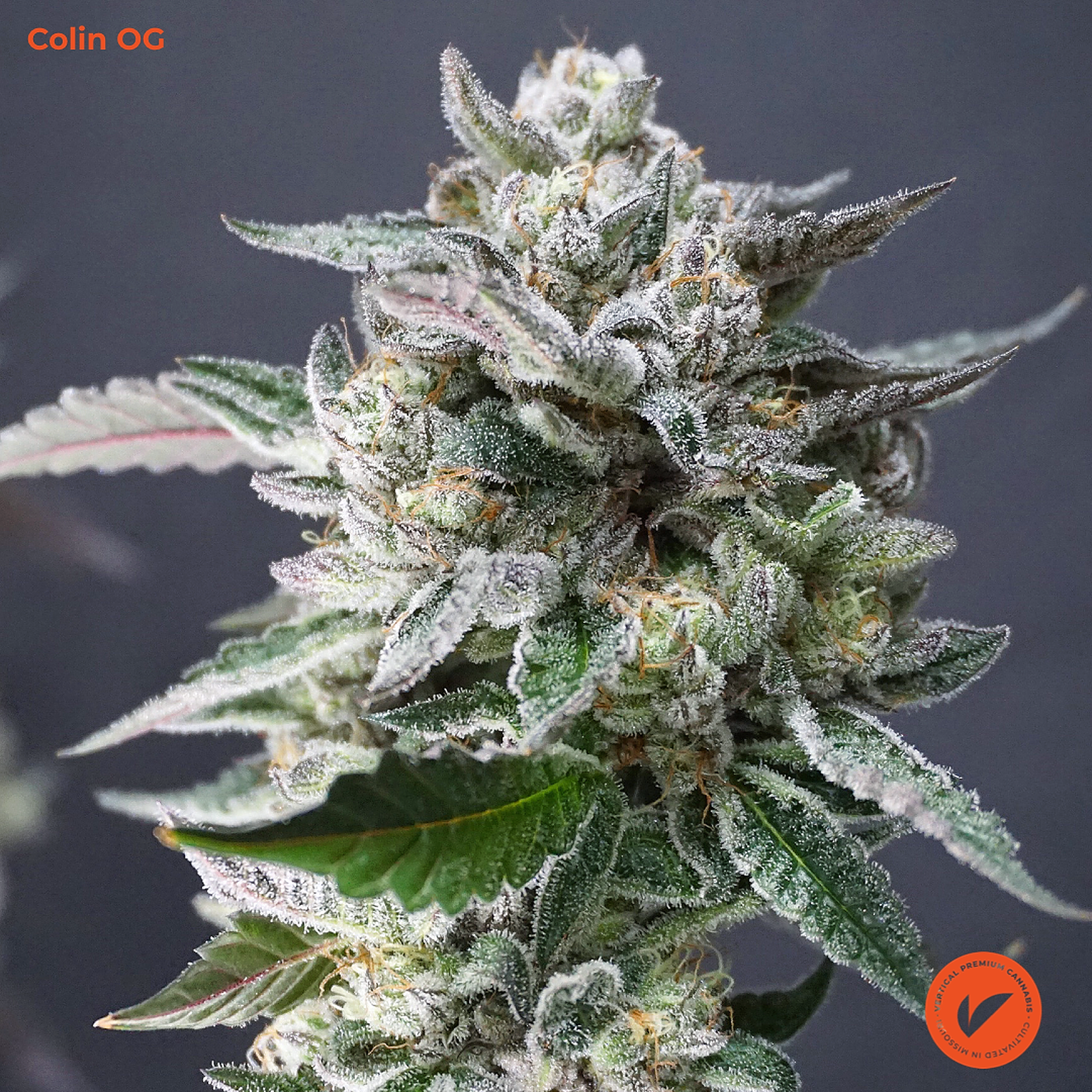 Vertical Cannabis: Colin OG | Leafly