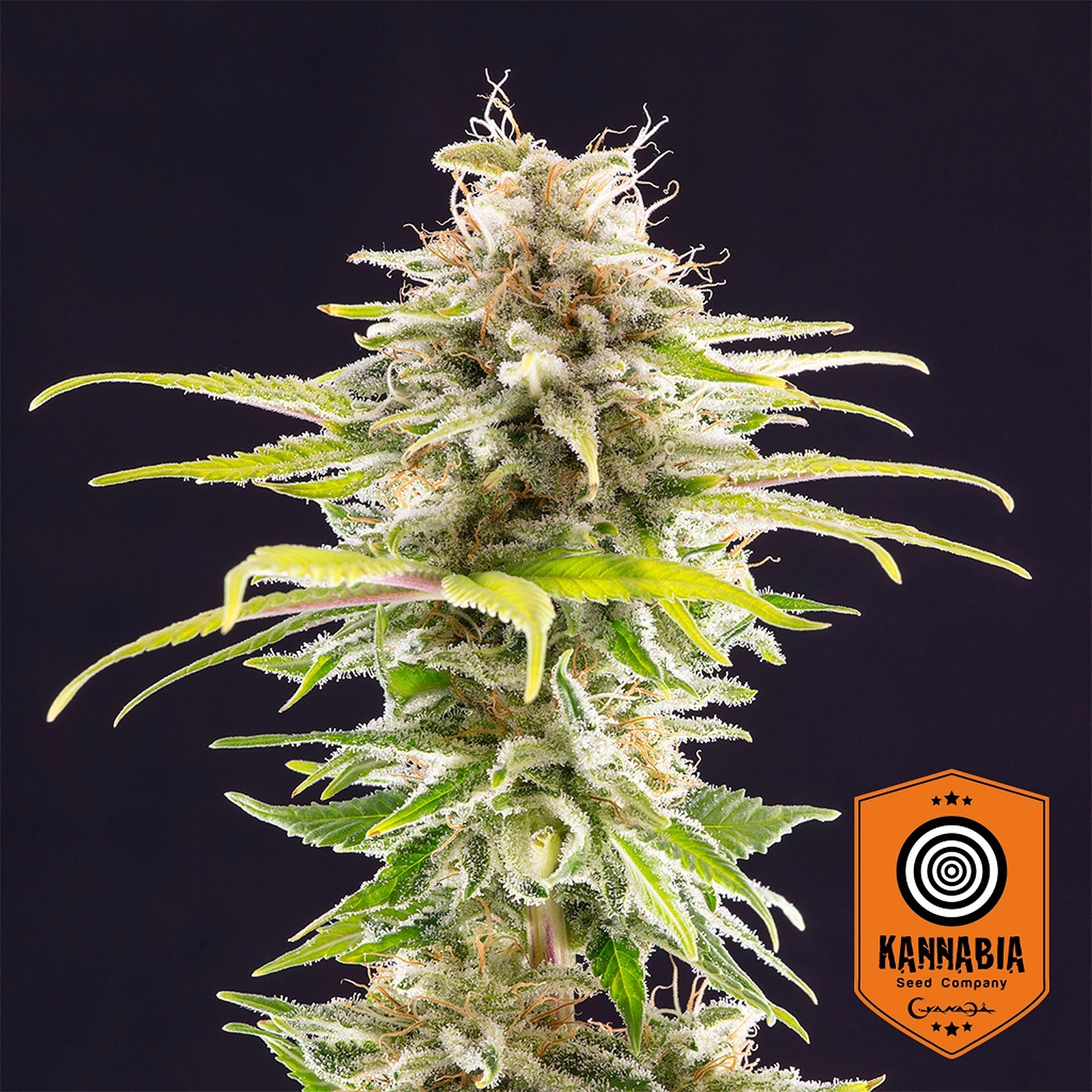 Kannabia Seeds: SUPER OG KUSH | Leafly