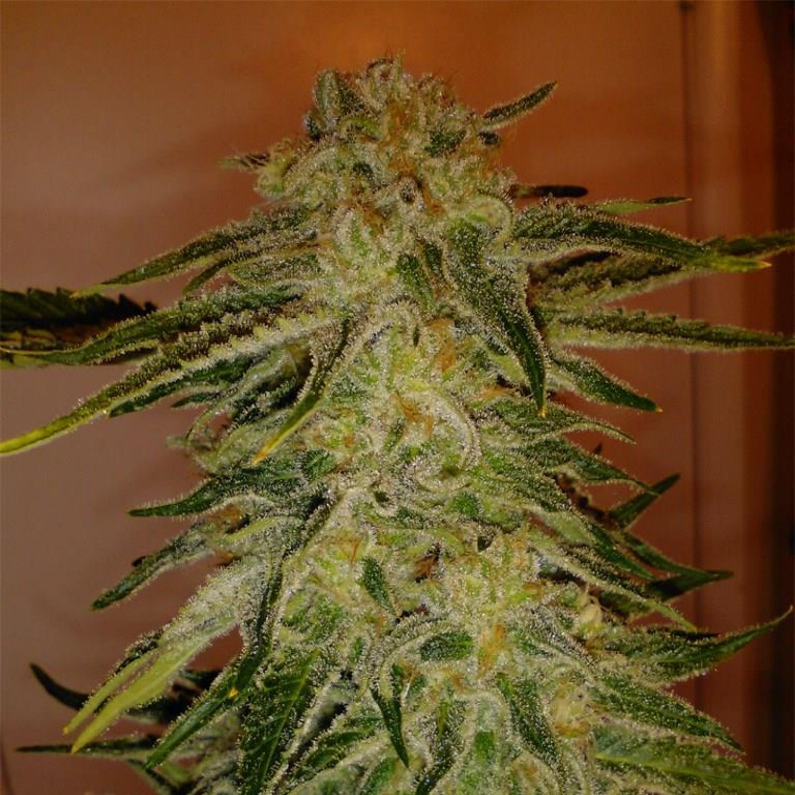 Sixtech: Cinex | Leafly