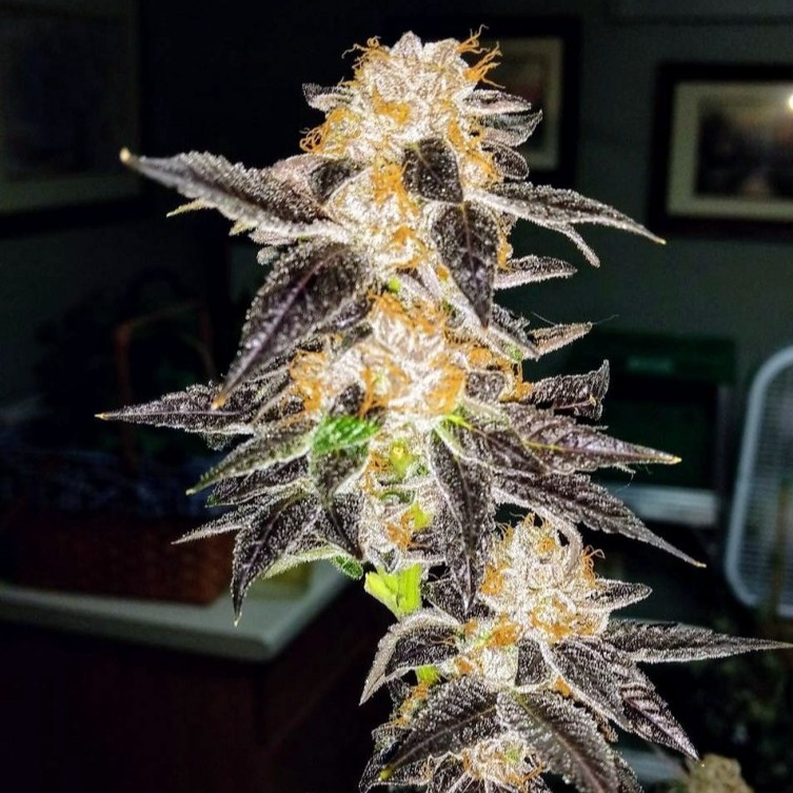 NukeHeads: Nuclear GirlScout Cookies | Leafly