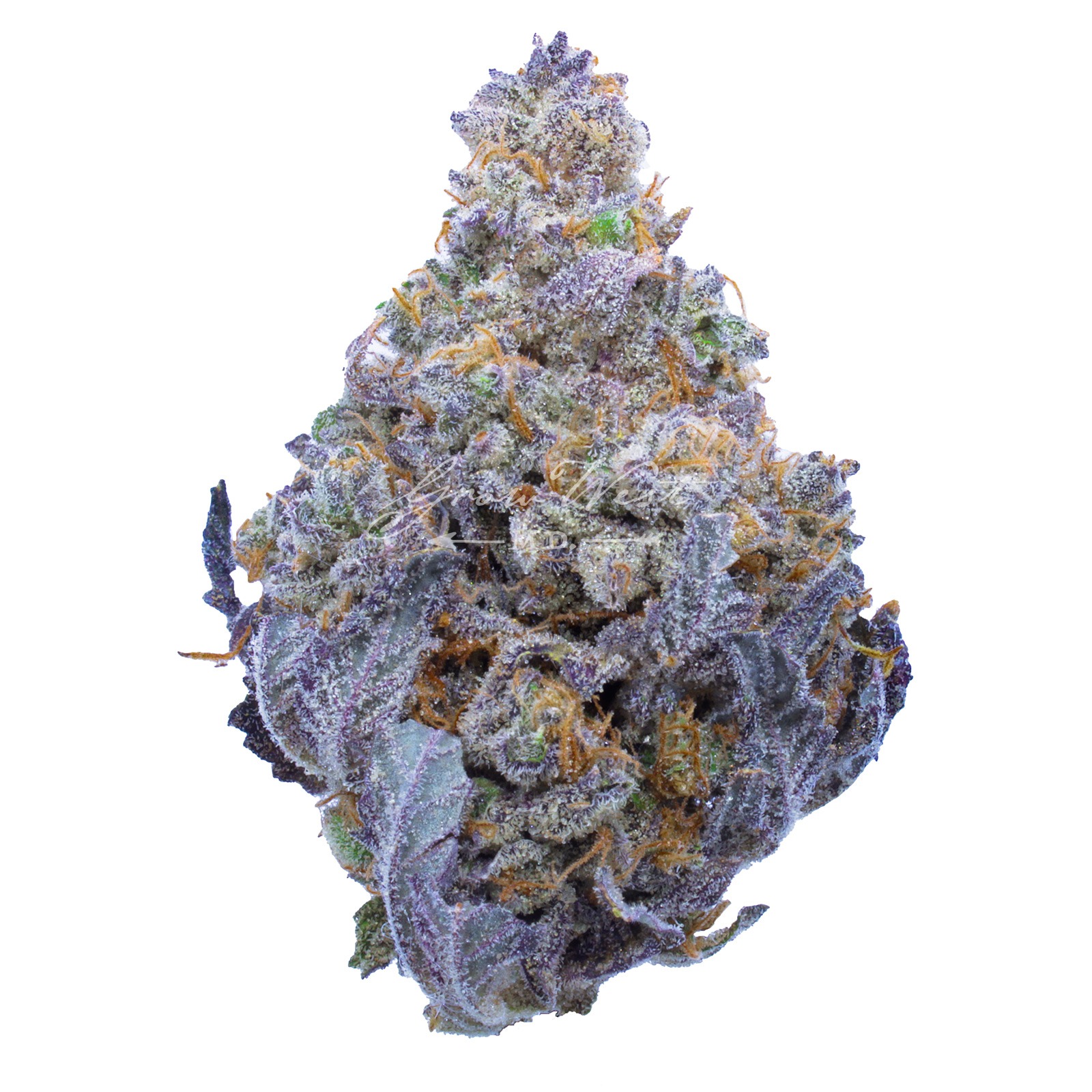 Grow West Cannabis Company: Grape Pearls Untrimmed | Silver | Leafly