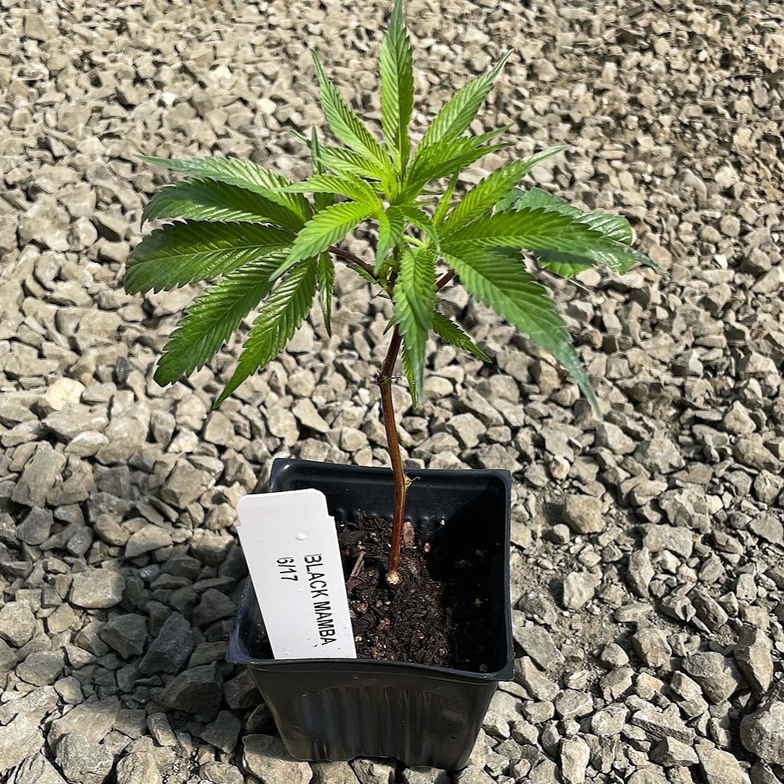 Sun Clone: Black Mamba Clone | Leafly